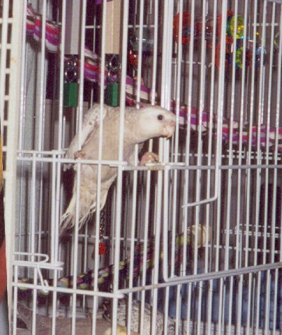 Choosing a Cage | Feisty Feathers