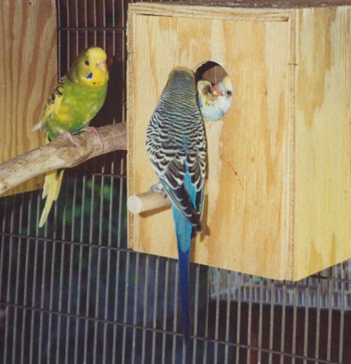 Budgie (aka Parakeet) | Feisty Feathers