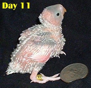 Budgie Growth Guide | Feisty Feathers