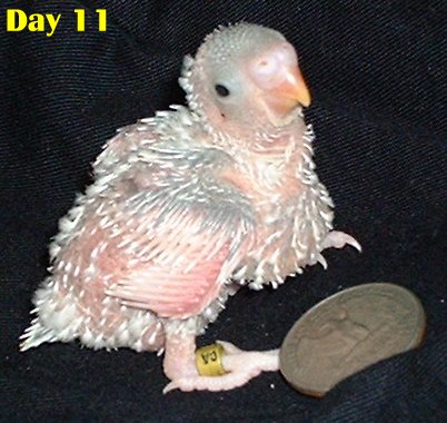 Budgie Growth Guide | Feisty Feathers