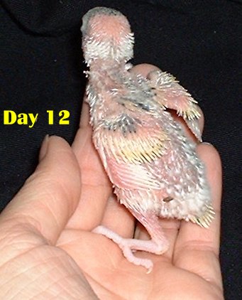 Budgie Growth Guide | Feisty Feathers