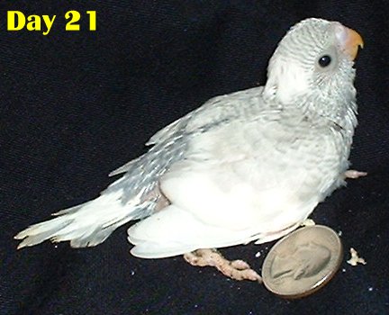 Budgie Growth Guide | Feisty Feathers