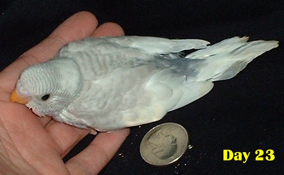 Budgie Growth Guide | Feisty Feathers