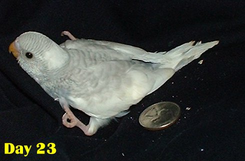 Budgie Growth Guide | Feisty Feathers