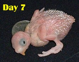 Budgie Growth Guide | Feisty Feathers