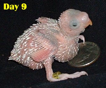 Baby Parakeets Development