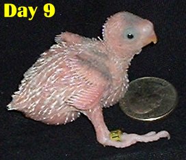 Budgie Growth Guide | Feisty Feathers