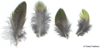 Red-fronted Kakariki | Feisty Feathers
