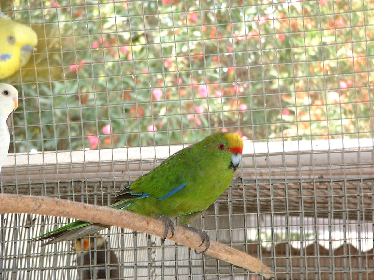 Red-fronted Kakariki | Feisty Feathers