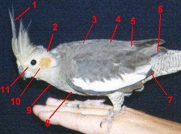 Avian Anatomy | Feisty Feathers