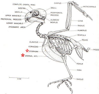 Avian Anatomy | Feisty Feathers
