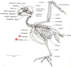 Avian Anatomy | Feisty Feathers