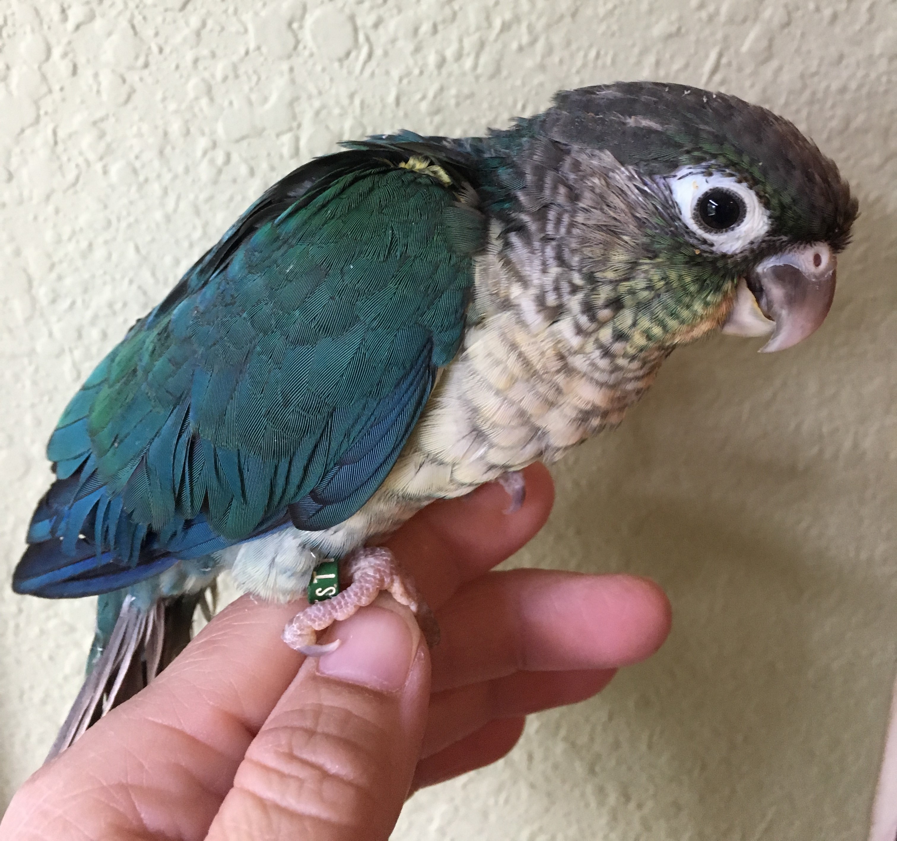 Bringing Home Baby | Feisty Feathers