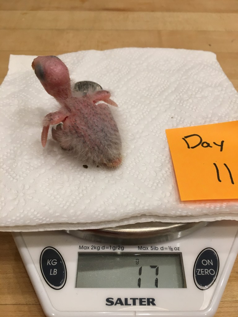 Green Cheek Conure Growth Guide | Feisty Feathers