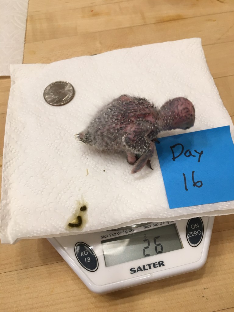 Green Cheek Conure Growth Guide | Feisty Feathers