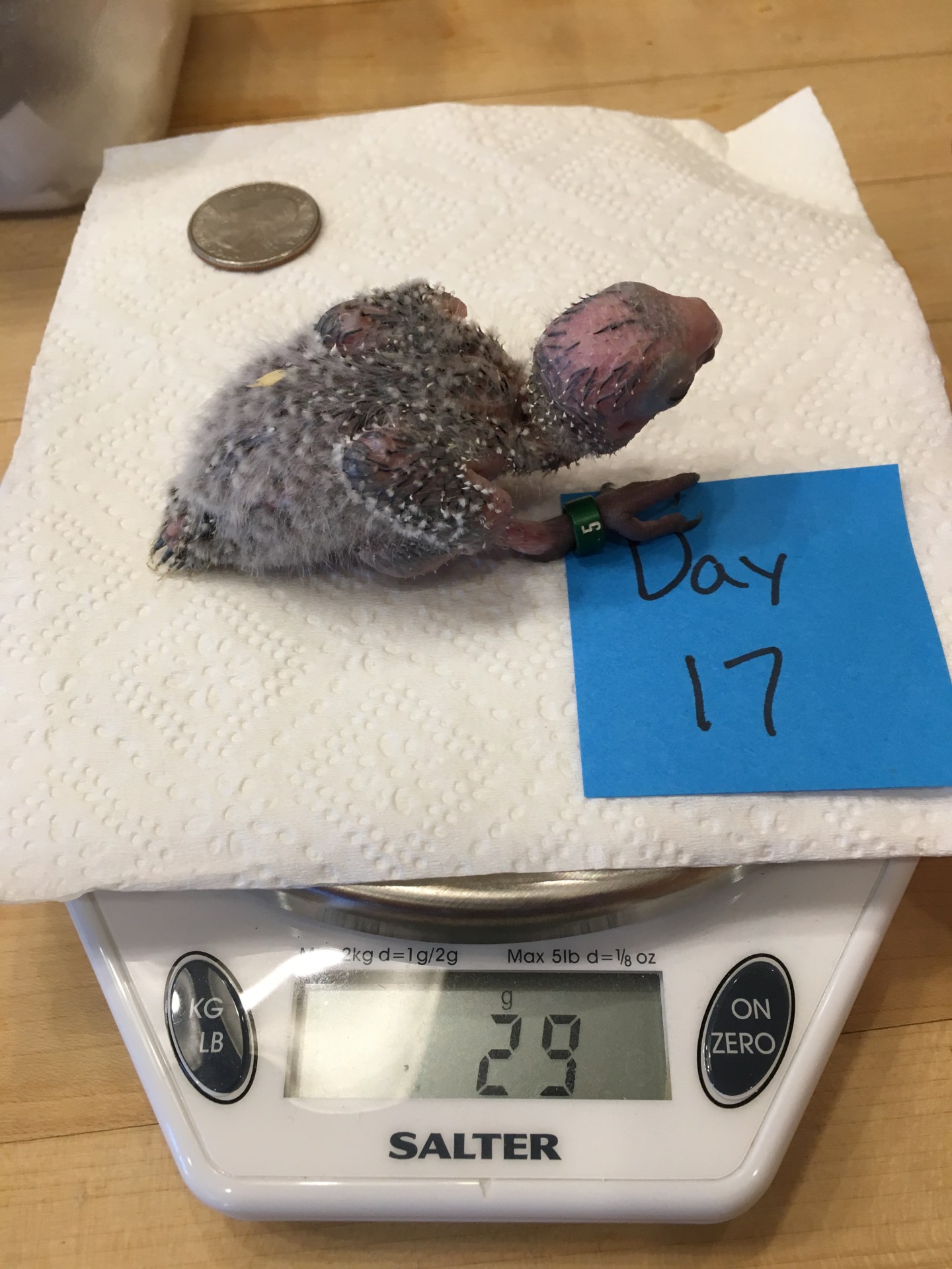 Green Cheek Conure Growth Guide | Feisty Feathers