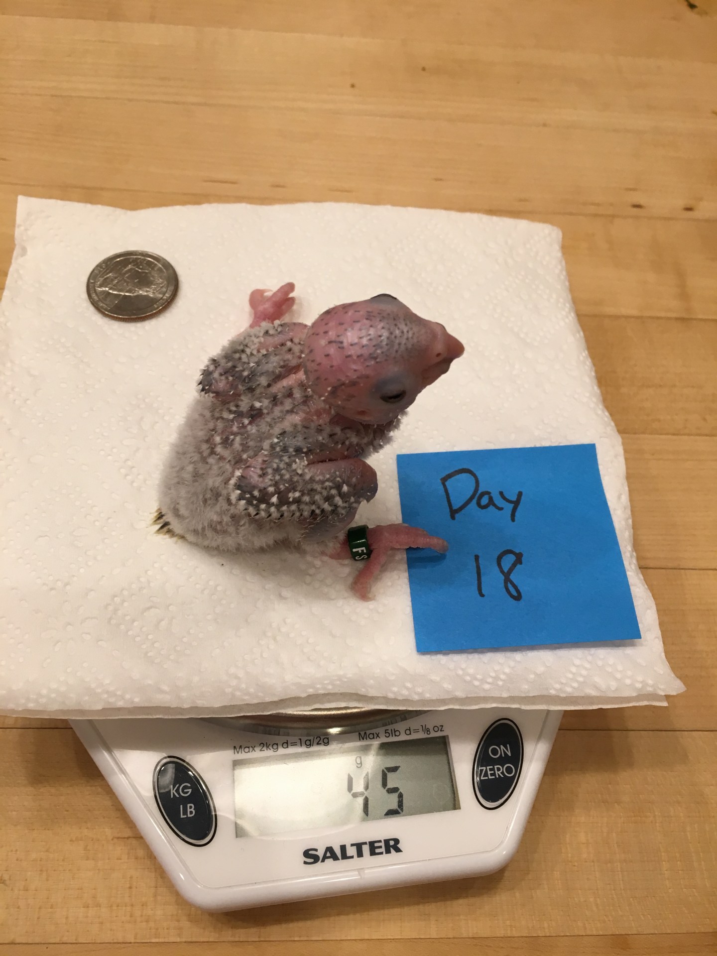 Green Cheek Conure Growth Guide | Feisty Feathers