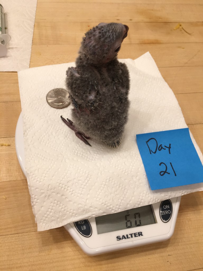 Green Cheek Conure Growth Guide | Feisty Feathers