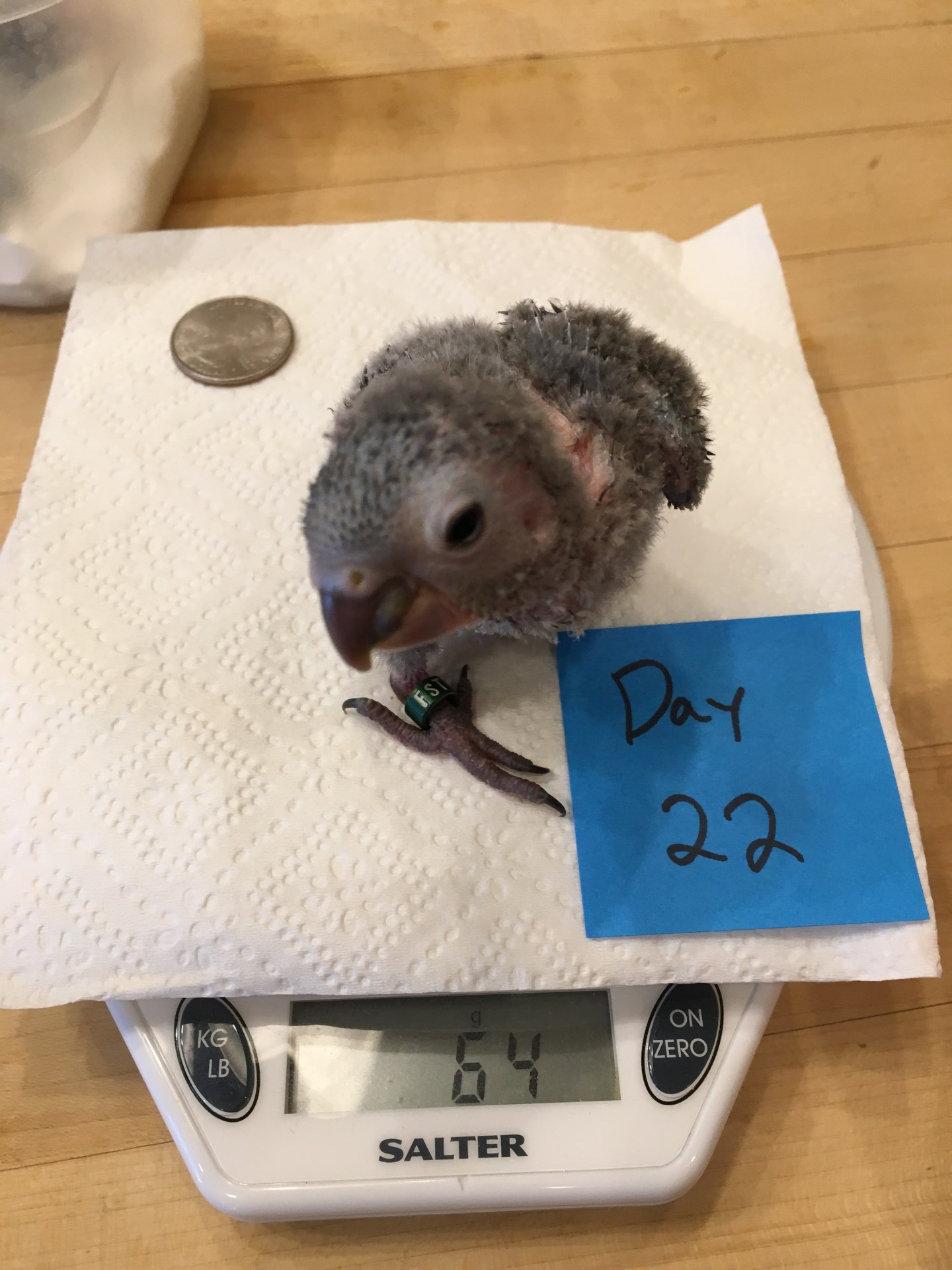 Green Cheek Conure Growth Guide | Feisty Feathers