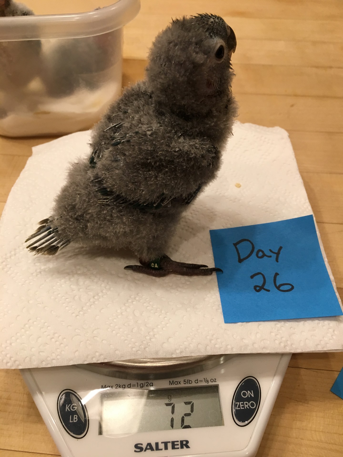 Green Cheek Conure Growth Guide | Feisty Feathers