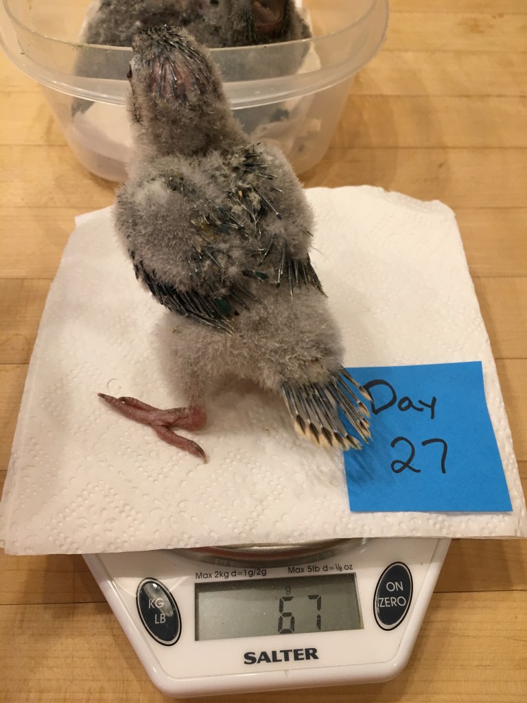 Green Cheek Conure Growth Guide | Feisty Feathers