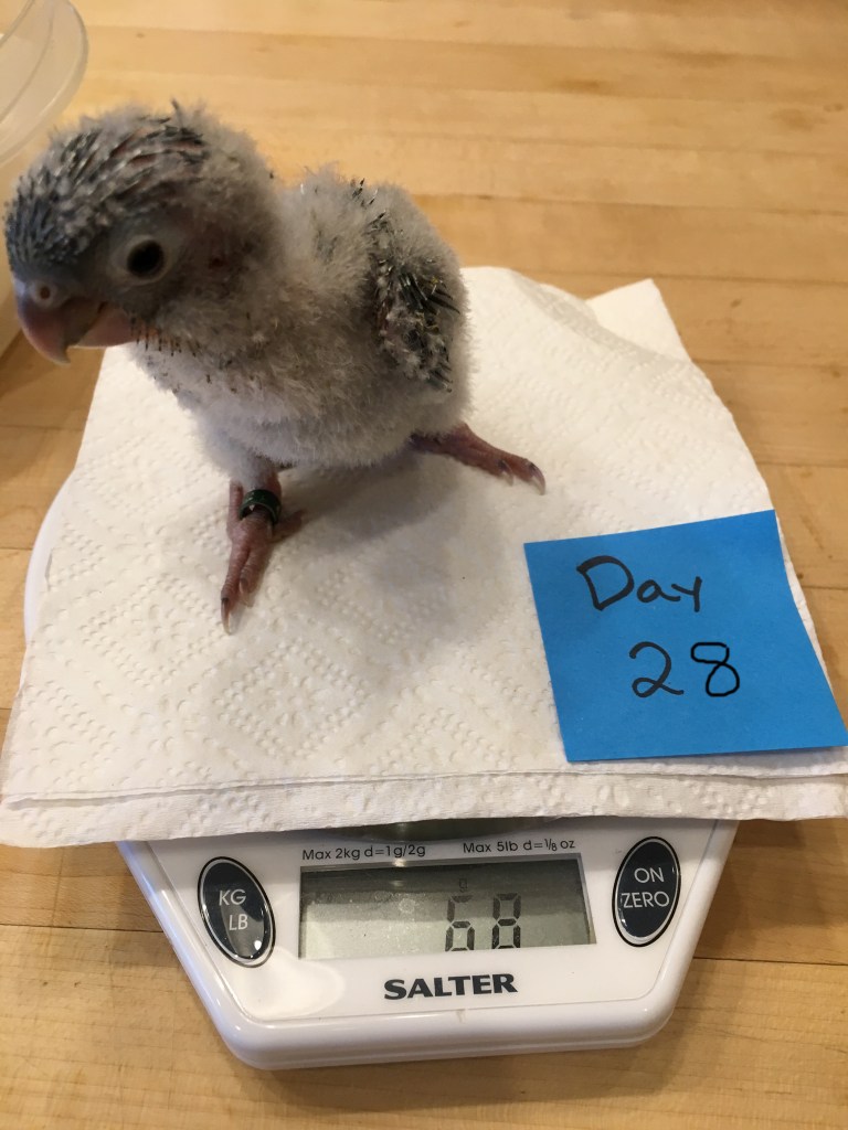 Green Cheek Conure Growth Guide | Feisty Feathers