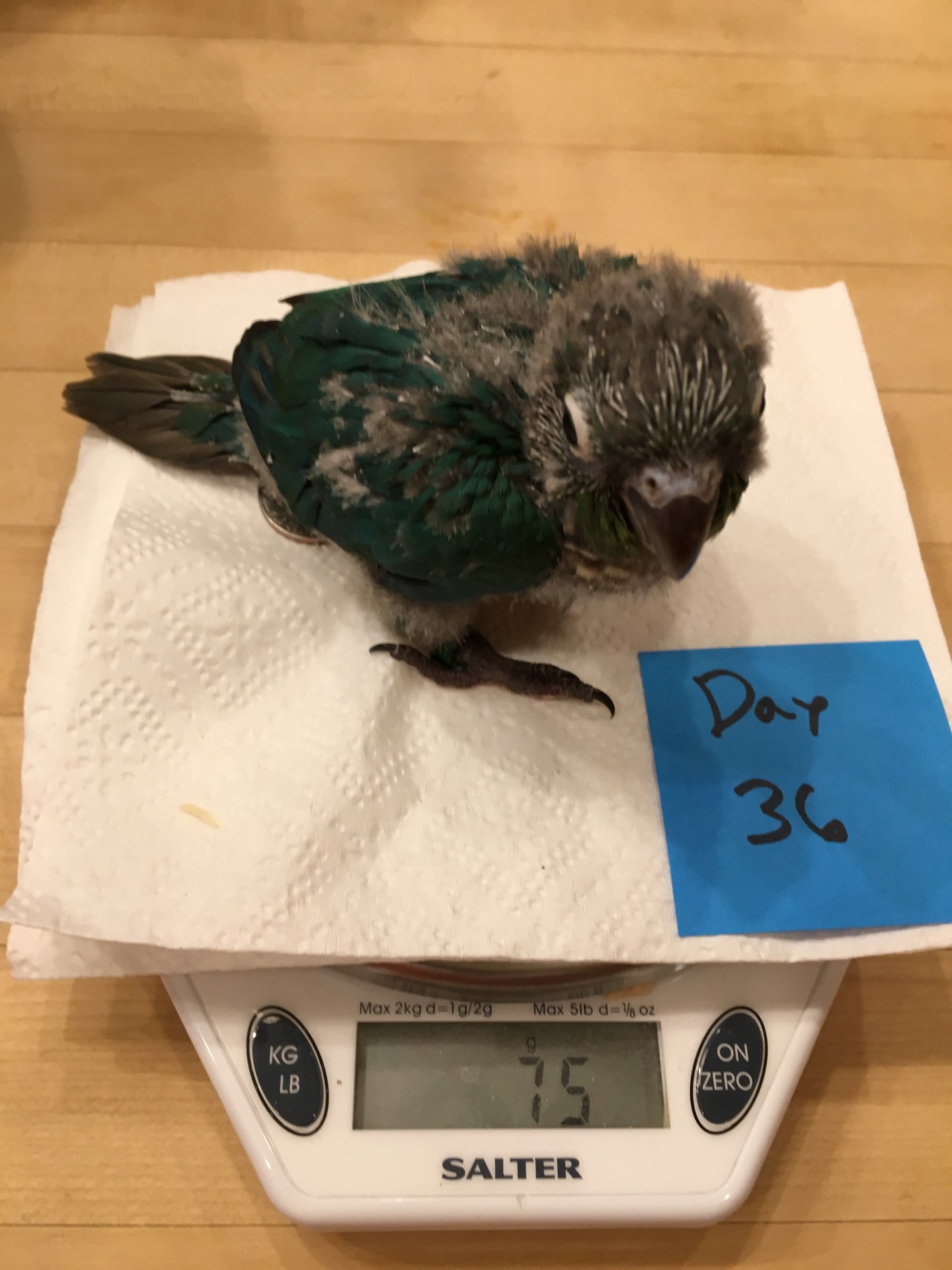 Green Cheek Conure Growth Guide | Feisty Feathers