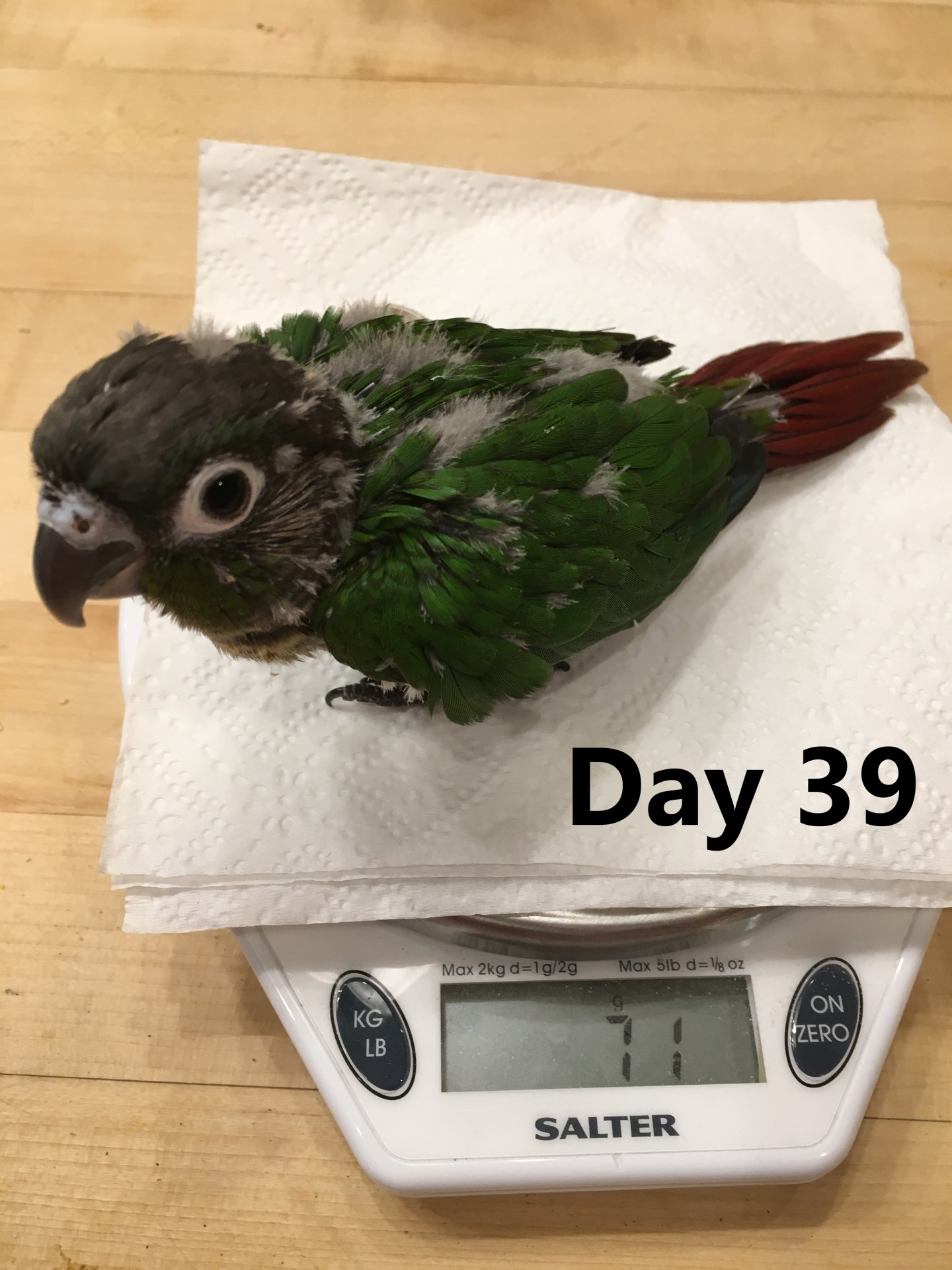Green Cheek Conure Growth Guide | Feisty Feathers