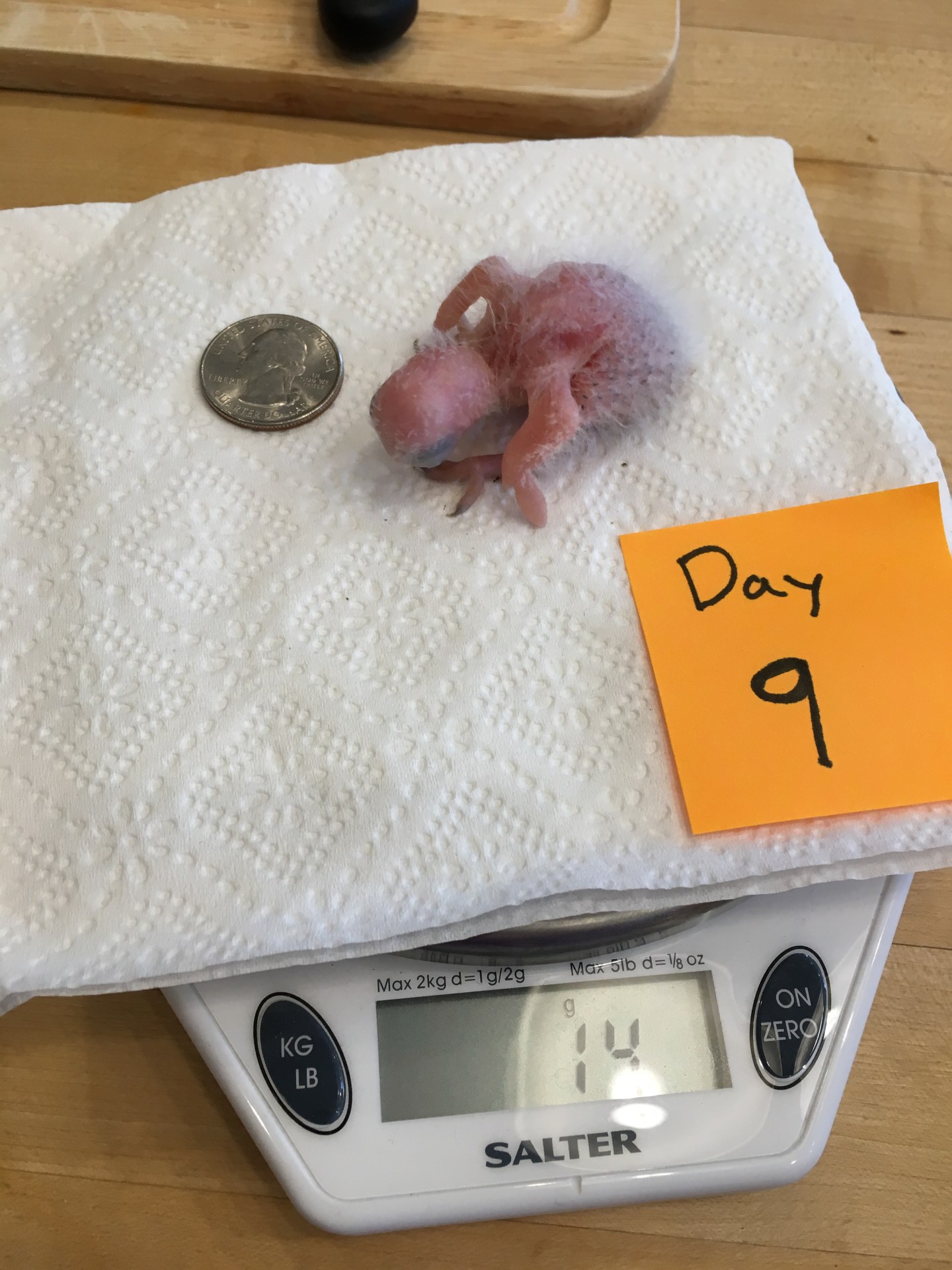 Green Cheek Conure Growth Guide | Feisty Feathers