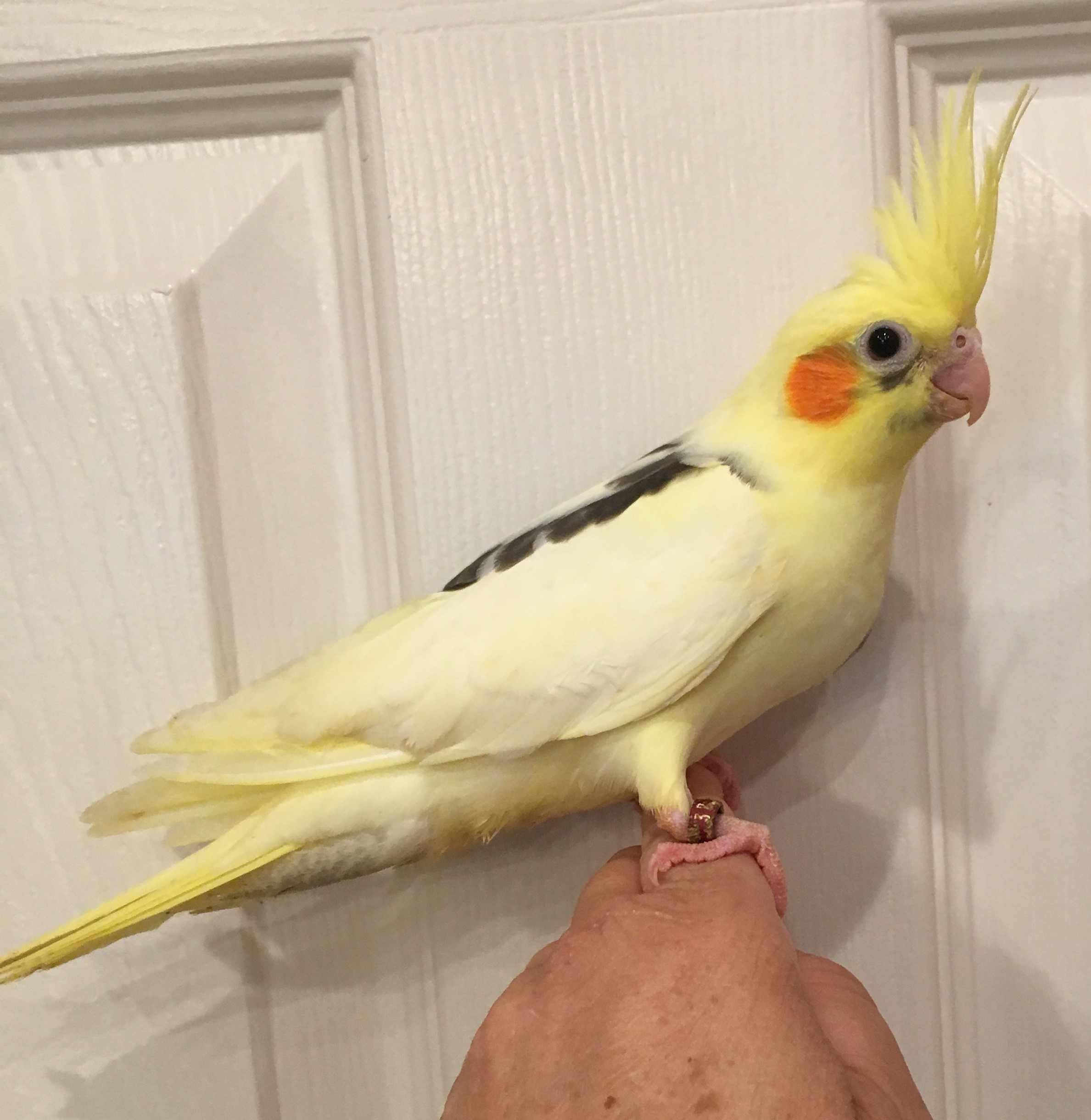 Cockatiel Colors | Feisty Feathers