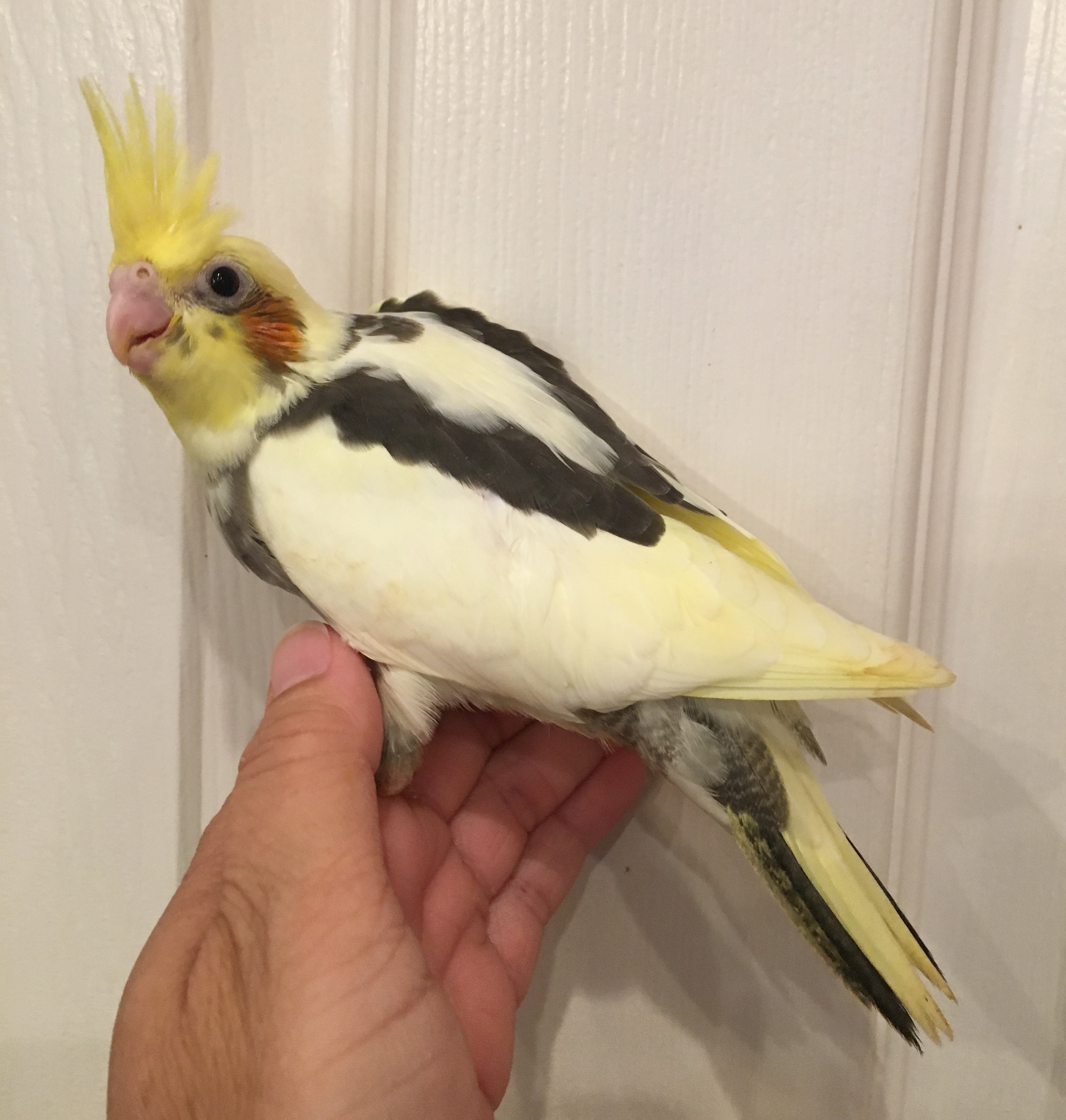 Cockatiel Colors | Feisty Feathers