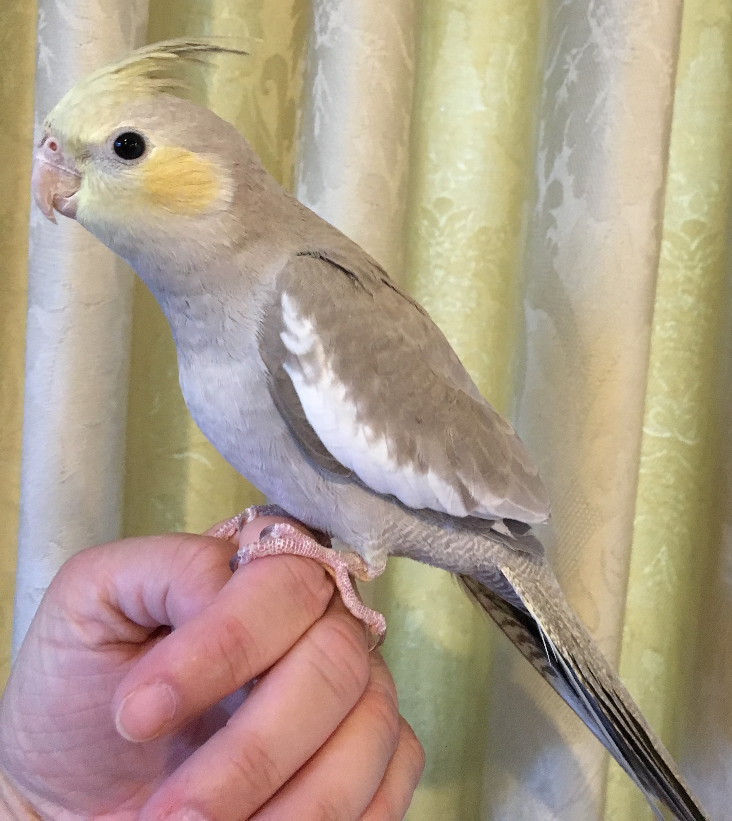 Cockatiel Colors | Feisty Feathers