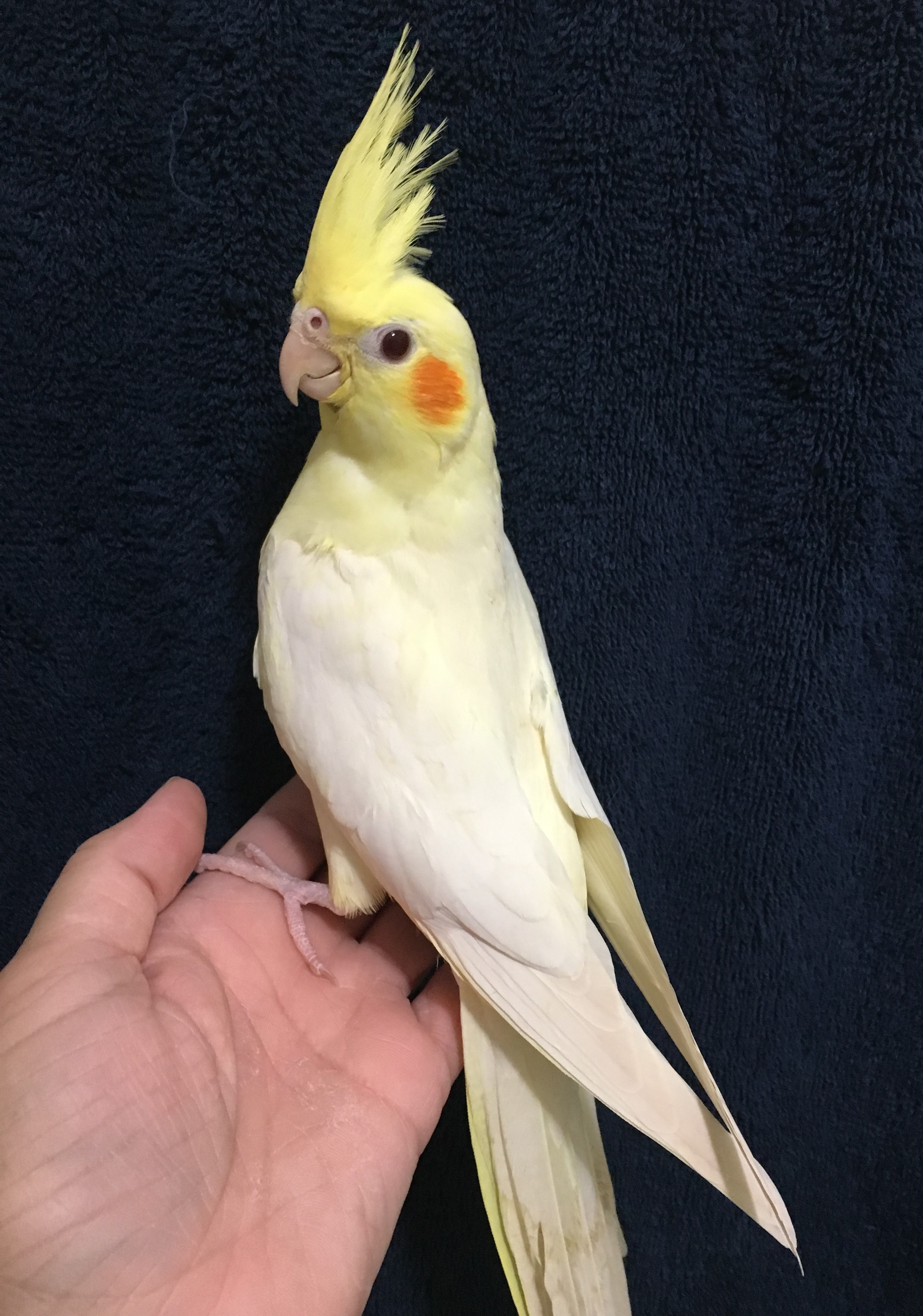 Cockatiel Colors | Feisty Feathers