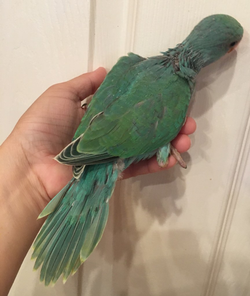 Indian Ringneck Colors | Feisty Feathers
