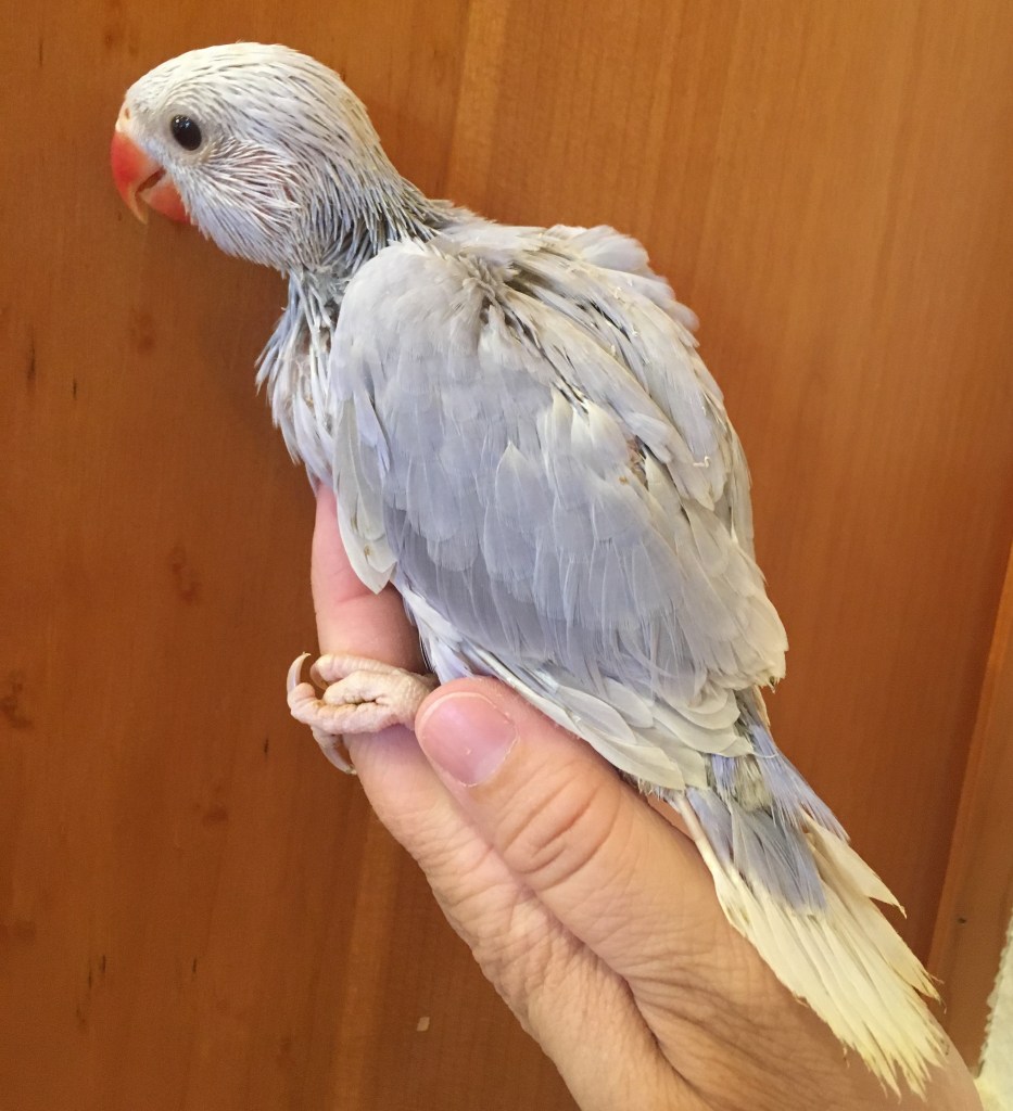 Indian Ringneck Colors | Feisty Feathers