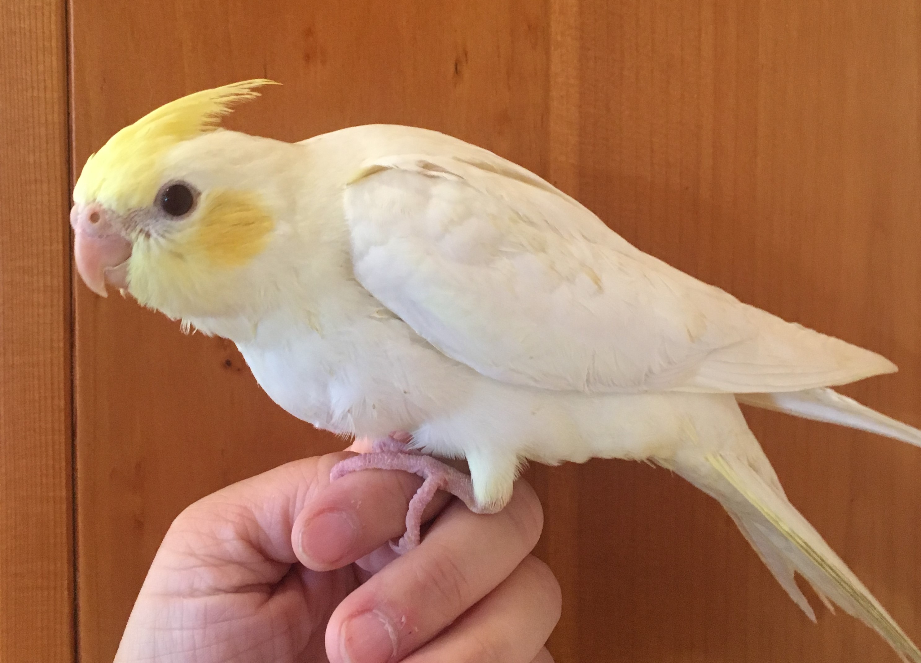 Cockatiel Colors | Feisty Feathers