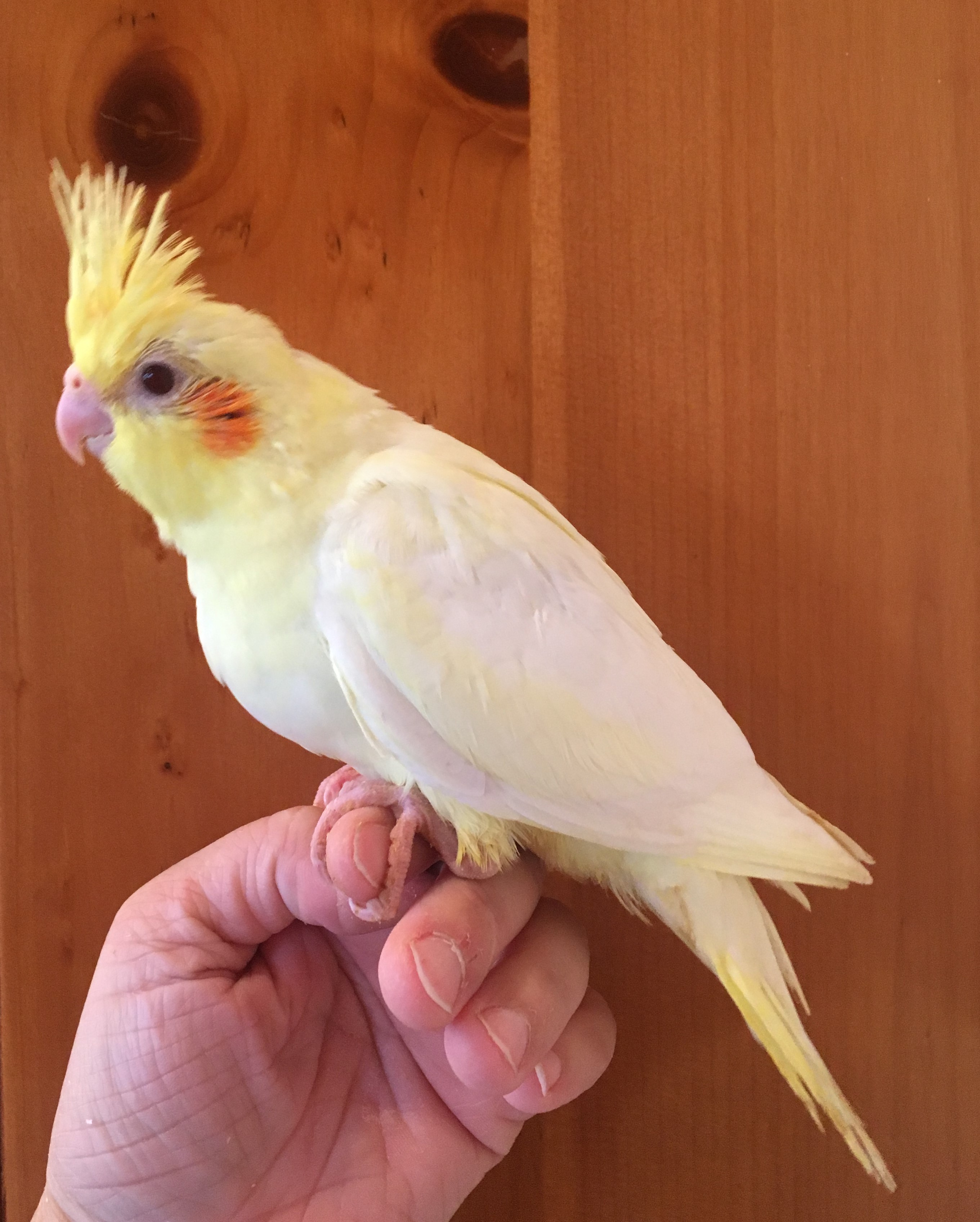Cockatiel Colors | Feisty Feathers